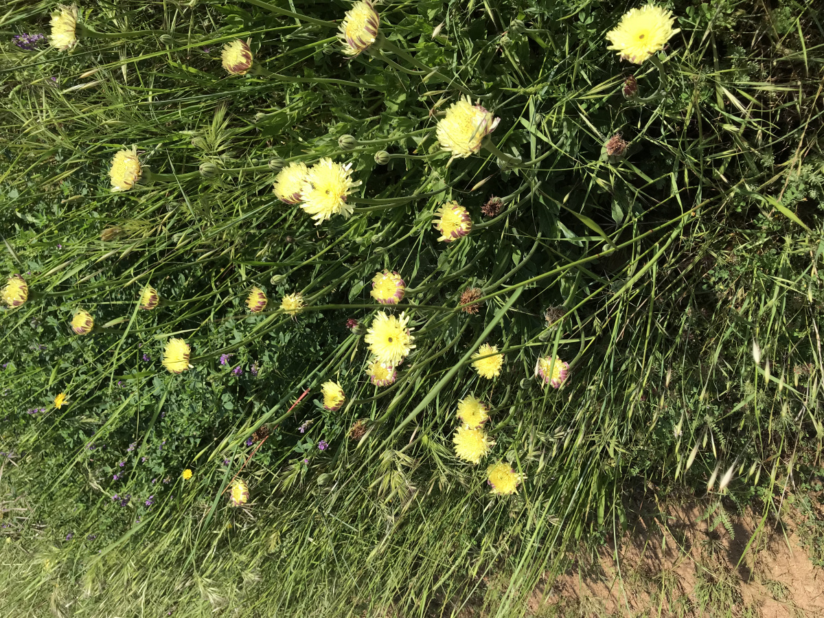 Matolls » El Bedorc