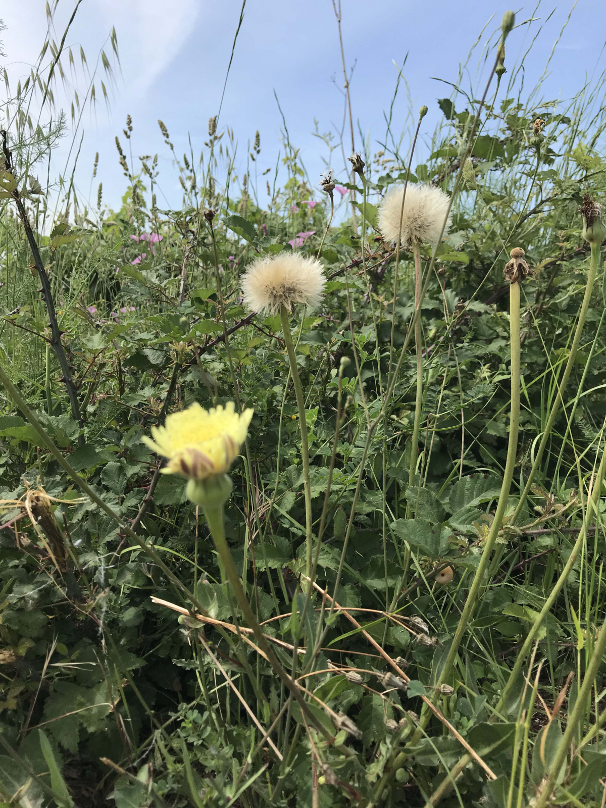 Matolls » El Bedorc