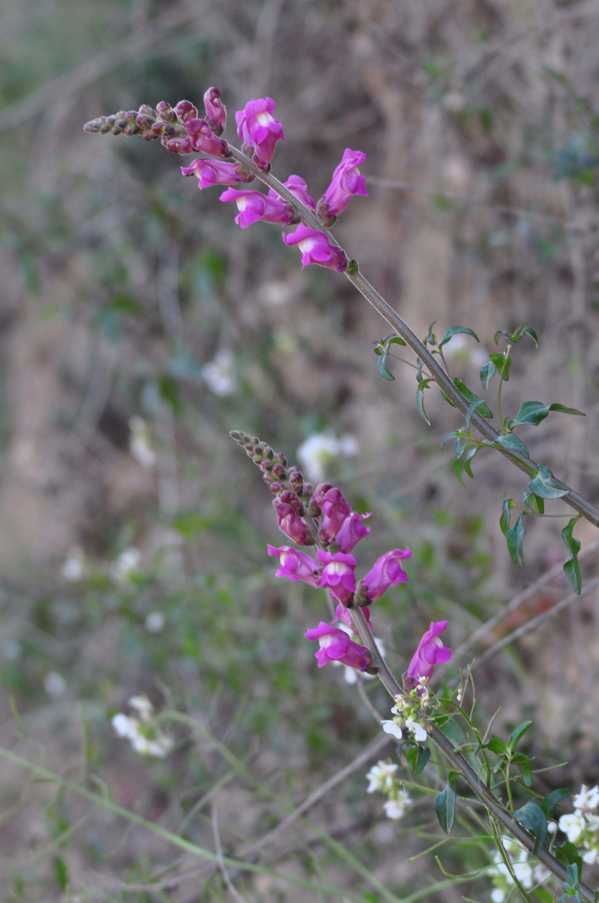 Matolls » El Bedorc