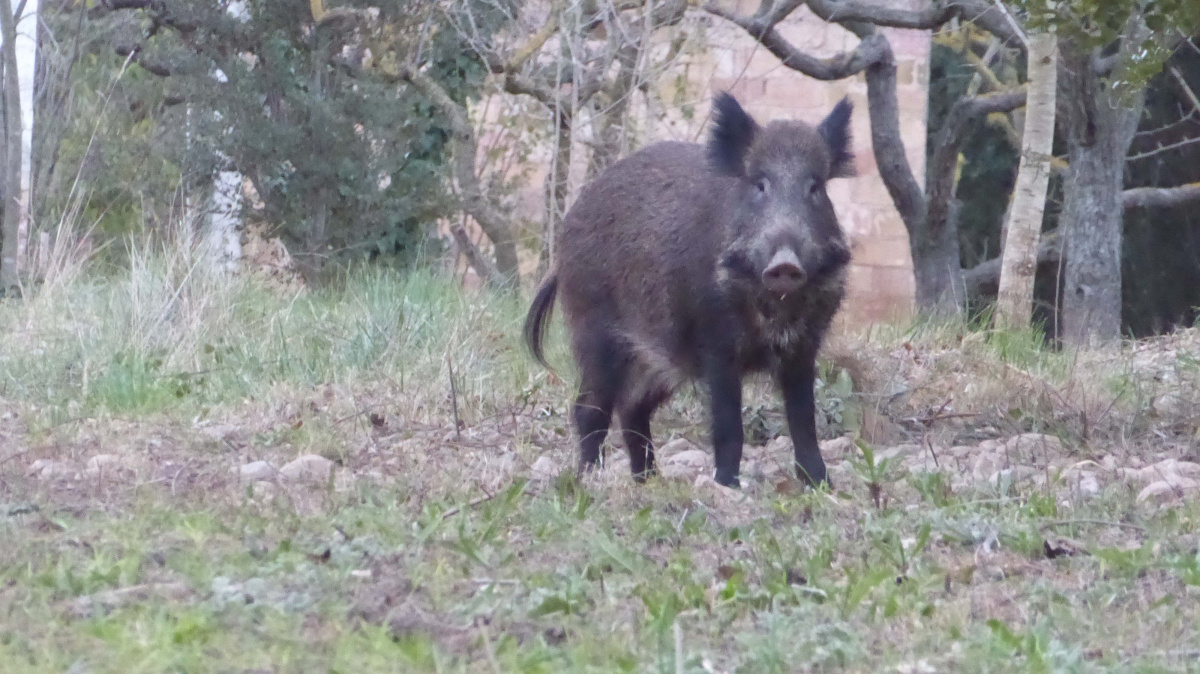 Mamífers » El Bedorc